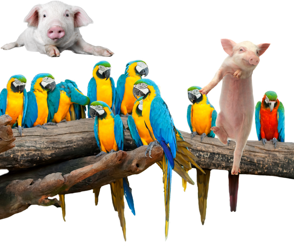 Pigs, Parrots and People: The Problem of Animal Personality